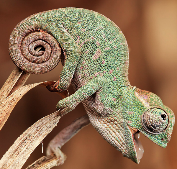 Why I Feel Like a Lizard in a Family of Polar Bears | Discover Dylan Thomas